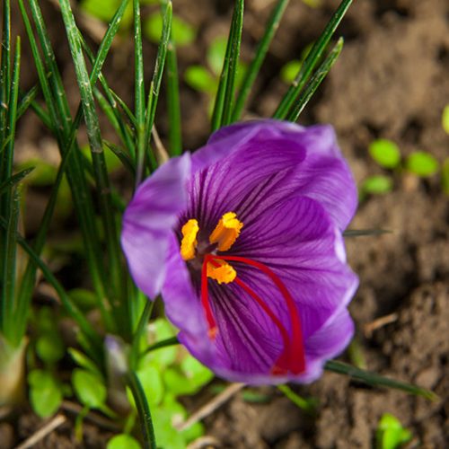 Growing Saffron | Cappers Farmer